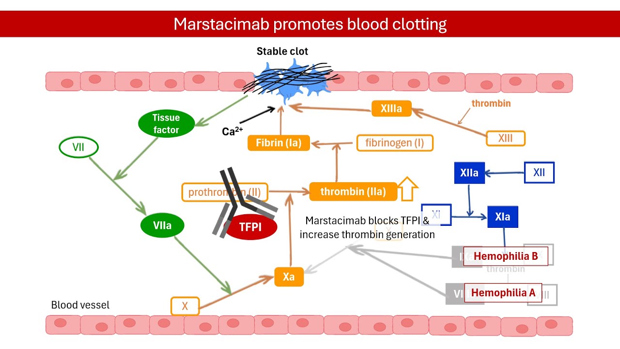 Marstacimab for Hemophilia A and B: Mechanism of Action │PHARMACOLOGY ...