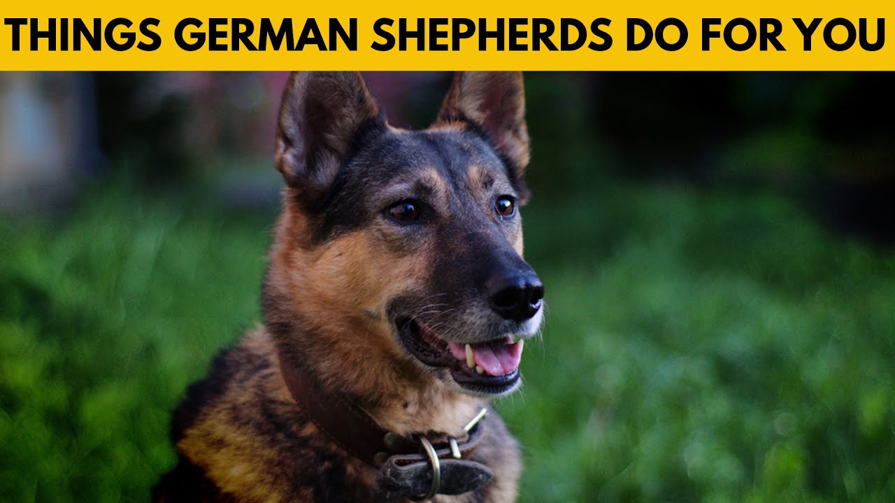10 Things Your German Shepherd Do for You Without You Knowing - YouTube