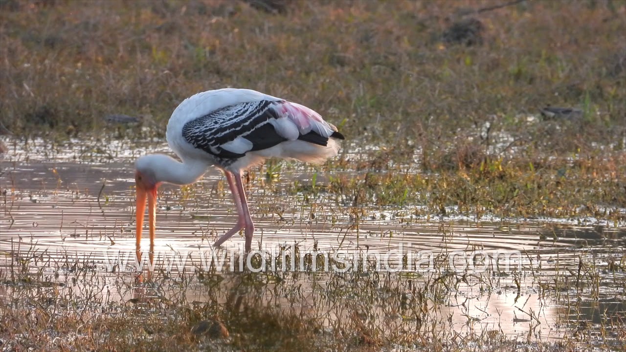 Painted Stork up close - Bare head, pink tertials, yellow curved beak ...