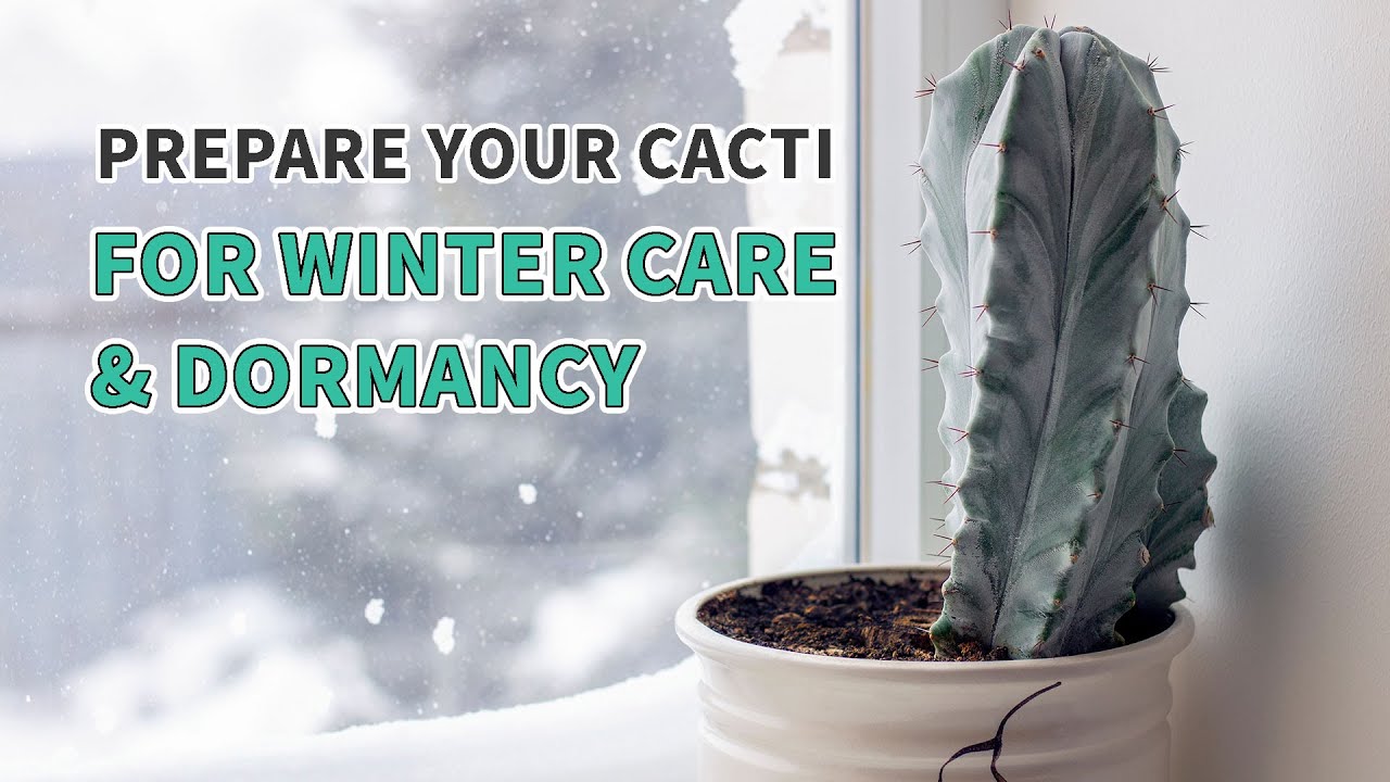 How to prepare your cactus for winter care & dormancy #cactus #cacti # ...