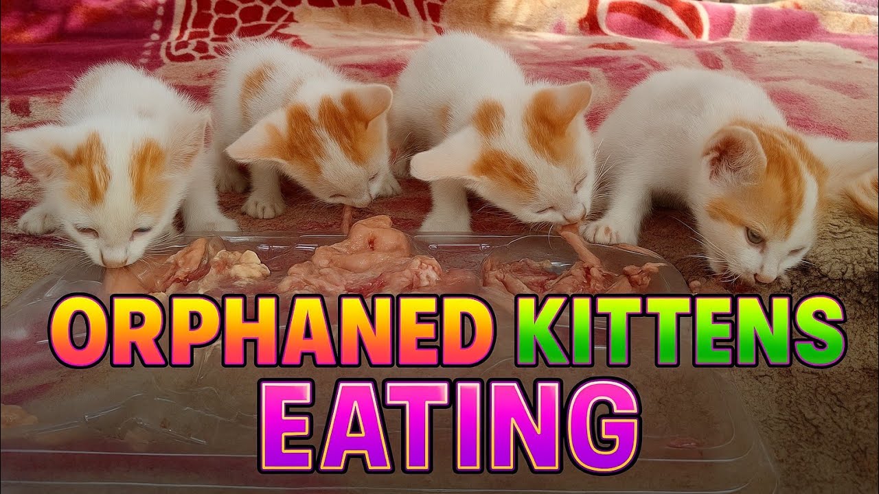 Orphaned Baby Kittens Crying for Help 💔🐱 | Homeless Kitten Rescue ...