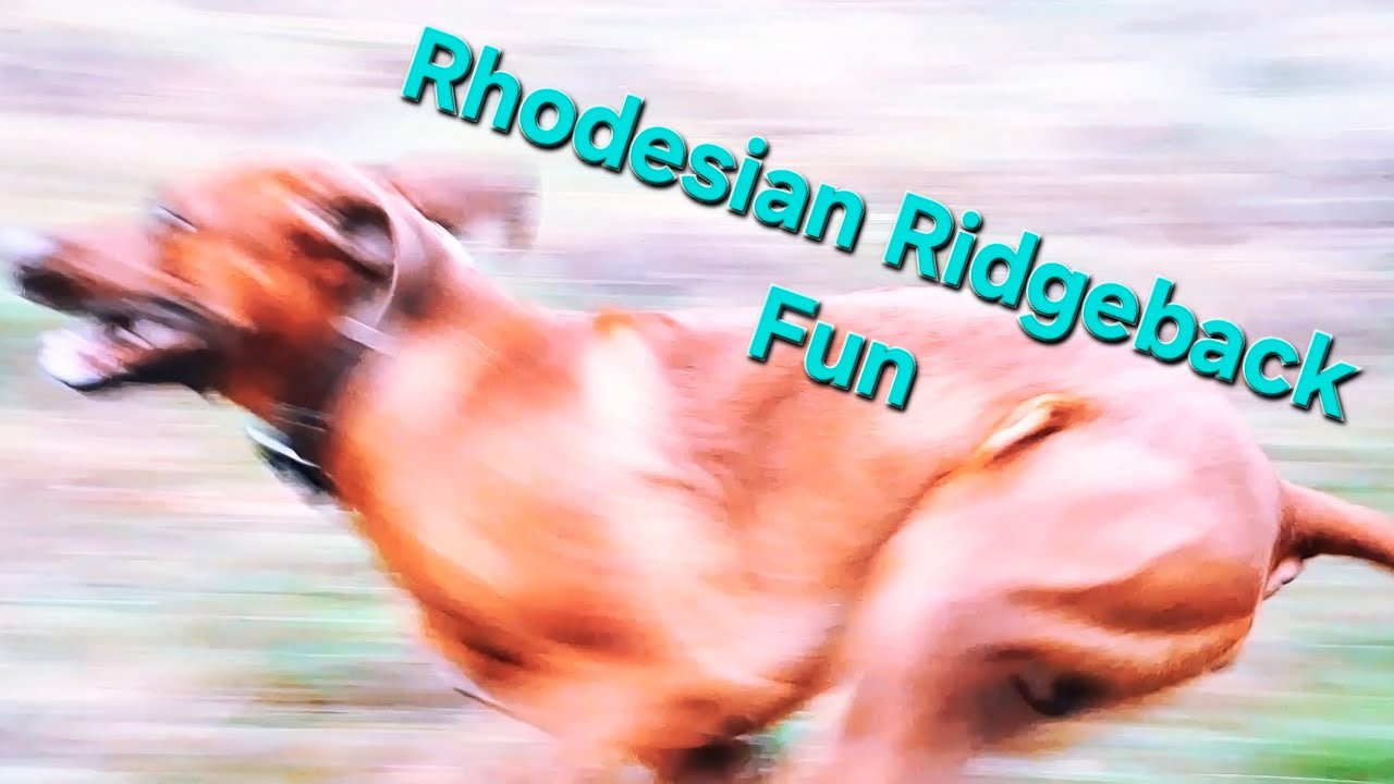 Rhodesian Ridgeback Fun, Austria, November 2024 - YouTube
