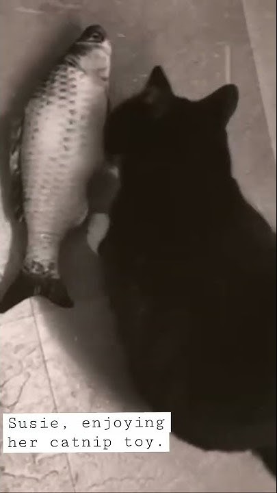 Susie, my cat, playing with her catnip toy! - YouTube