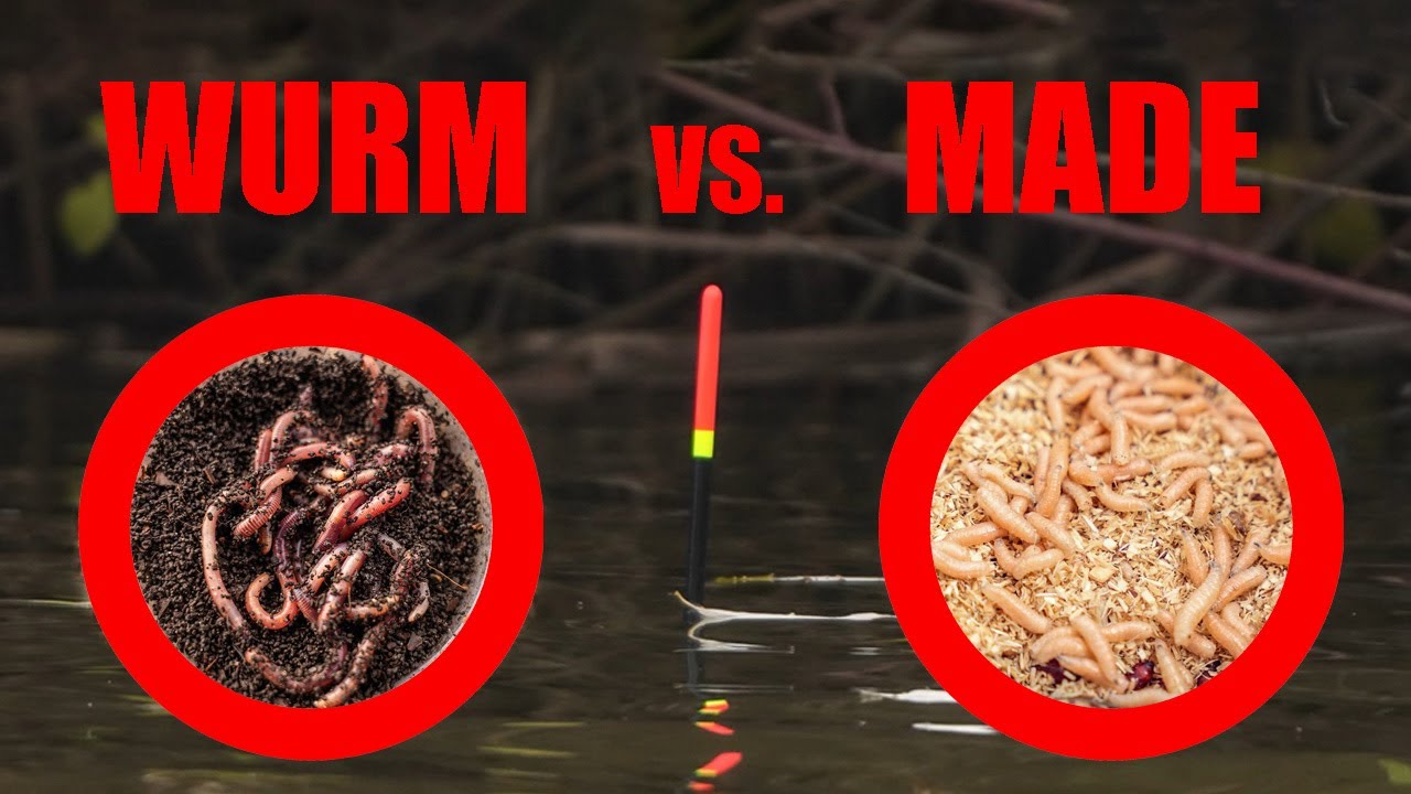 WURM vs. MADE I Was fängt im Winter besser? - YouTube
