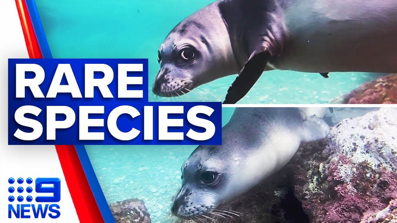 World’s rarest seal grows in numbers | 9 News Australia - YouTube
