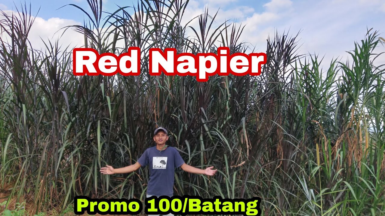 Harga Bibit Rumput Termurah. Bank Pakan Rumput Red Napier - YouTube