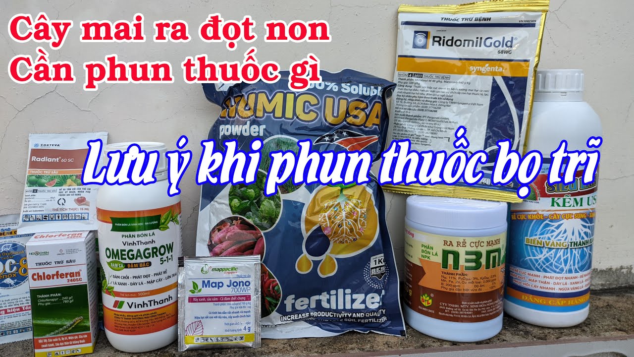 Cây mai ra chòi non cần phun thuốc gì, hiểu đúng về thuốc bọ trĩ - YouTube