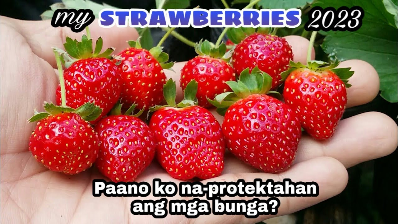 PINAKAMAGANDA SA NAPITAS KONG MGA BUNGA NG AKING STRAWBERRIES NGAYONG ...