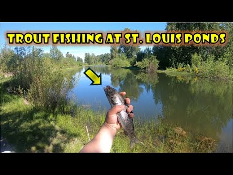 Trout Fishing at St. Louis Ponds for a Quick Limit of Rainbows! I Crazy ...
