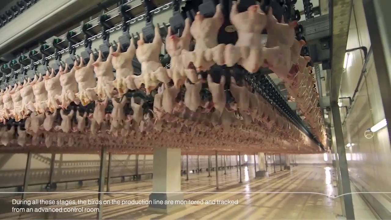 المراعي | مراحل تجهيز #دواجن_اليوم Almarai | ALYOUM Chicken - YouTube