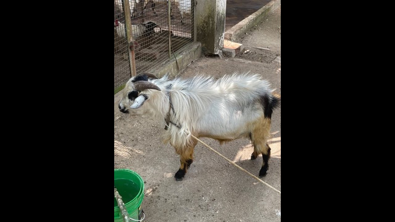 Exotic Canadian Pygmy Goat Family At Planet Earth Aquarium Mysore ...