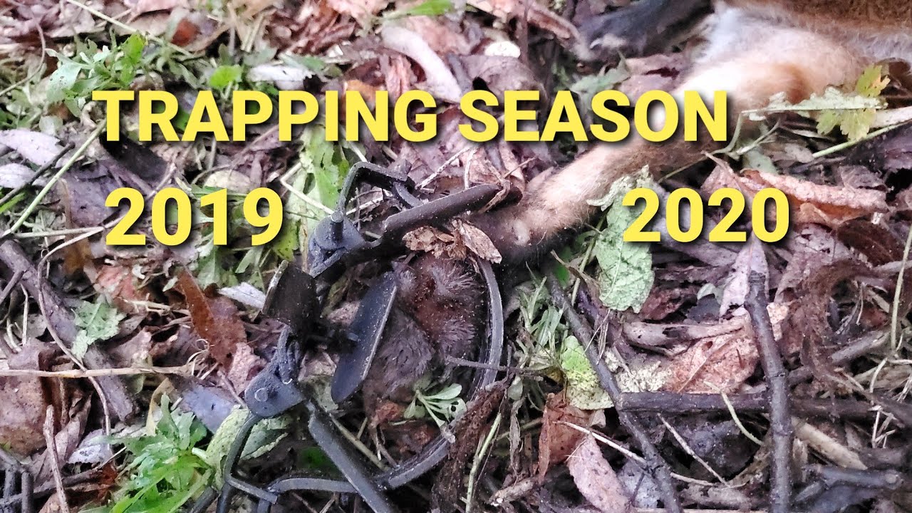 TRAPPING SEASON DEC. 12,13, 2019/20. (LINE CHECK) - YouTube