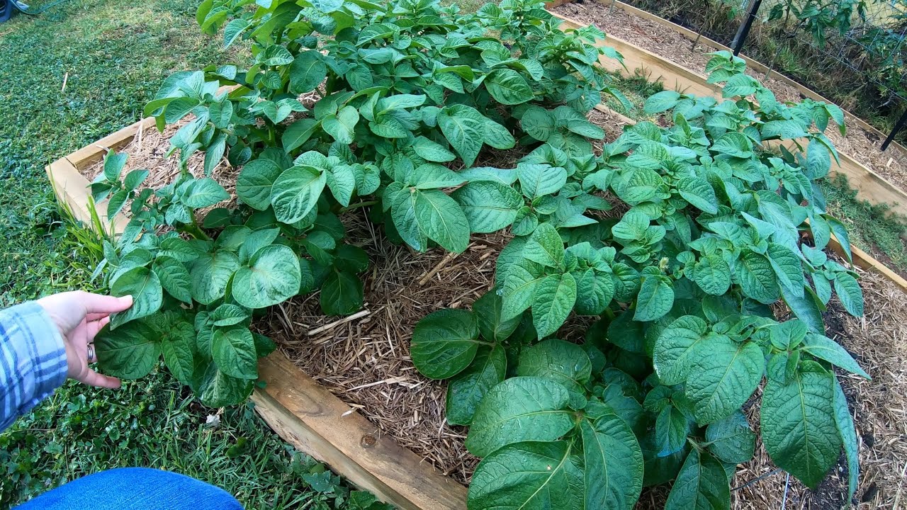 Growing Red Pontiac Potatoes based on the Ruth Stout Method | My Garden ...