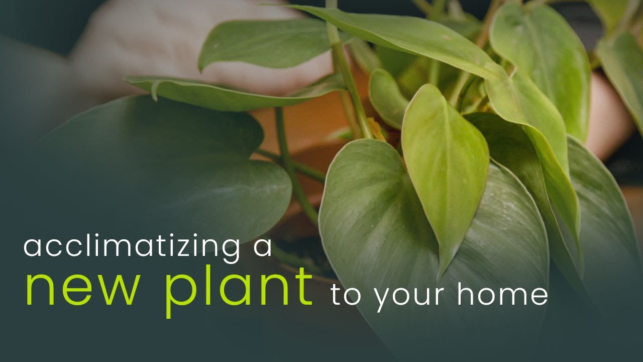 Acclimatizing a New Plant Into Your Home - YouTube