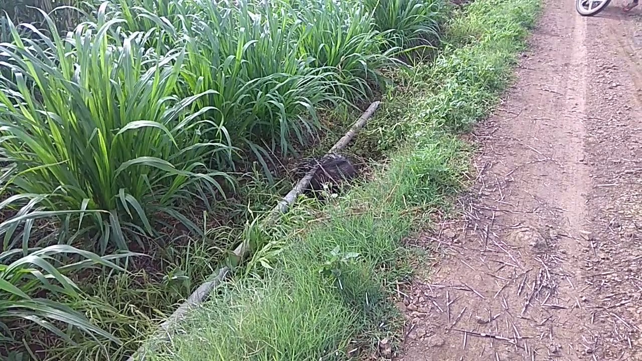 Sayal animal injured in farm | सायाळ हा प्राणी जखमी अवस्थेत टिळकरवाडी ...