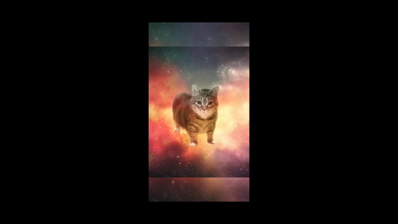 OOIIAA cat spinning cat live 24/7 - YouTube