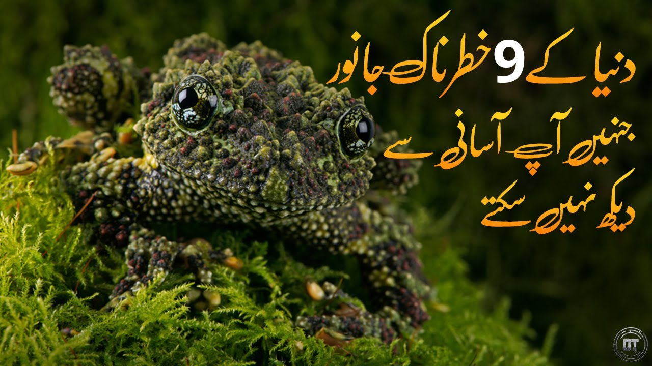 9 Most Invisible Animals In The World | Uncovering the Stealthiest ...