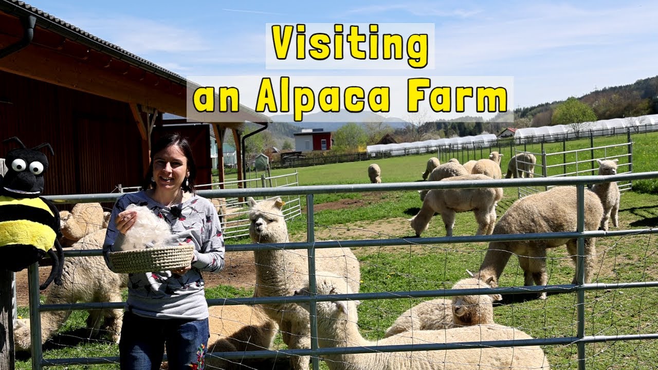 Visiting an Alpaca Farm - YouTube