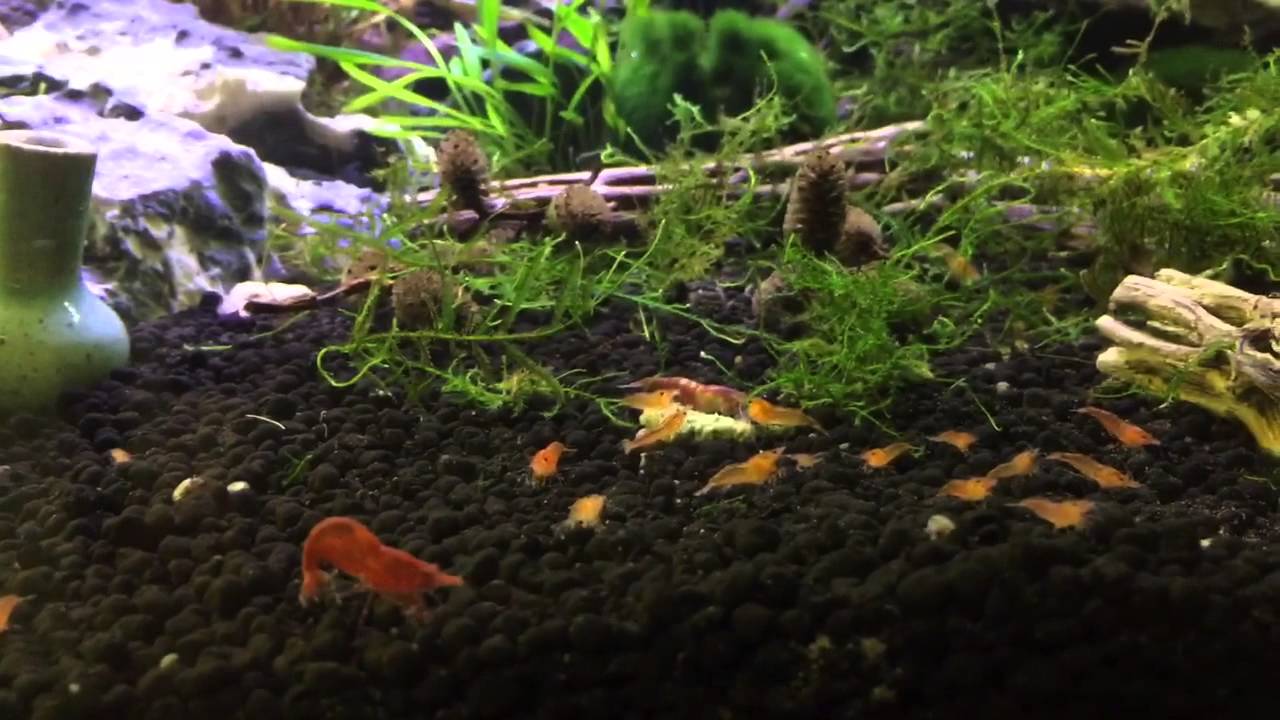 My Red Cherry Shrimp with tons of babies again 😱 - YouTube