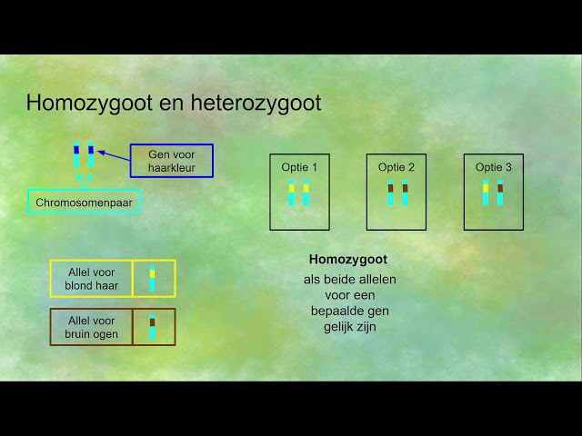 Heterozygote Biologie Klas 2 3 H V Thema 5 Erfelijkheid & Evolutie