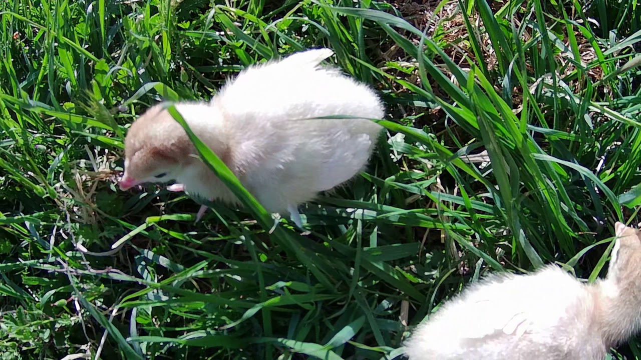 Cute Meat Turkey Poults Spring 2021 - YouTube