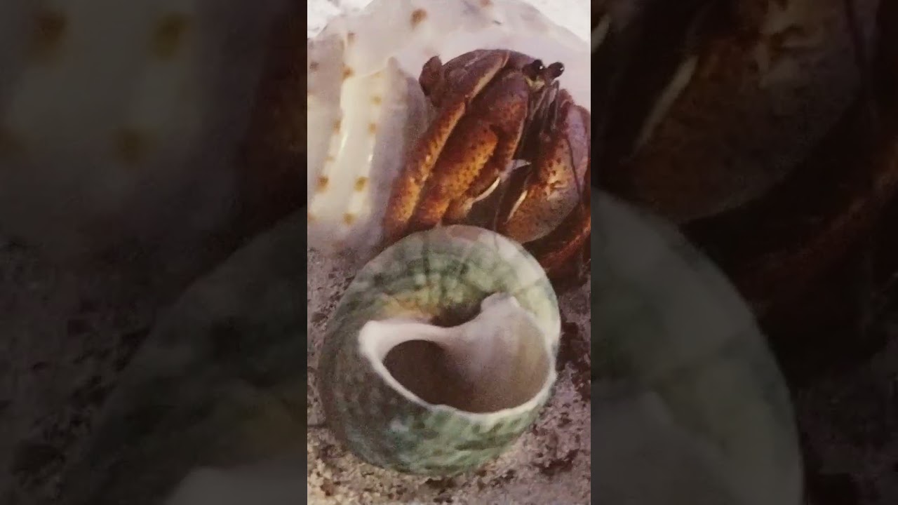 Hermit Crab be like ..WHAT'S POPPIN..GOTTA BRAND NEW SHELL TO HOP IN 🤣🤣 ...
