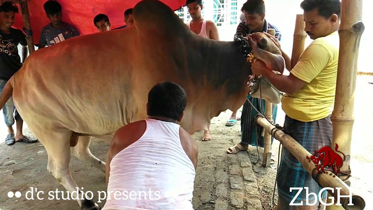 374 | Grounding of Deshi Bull | 145k from Paragram Haat | Ovis Qurbani Bull | ZbGH 2019 - YouTube