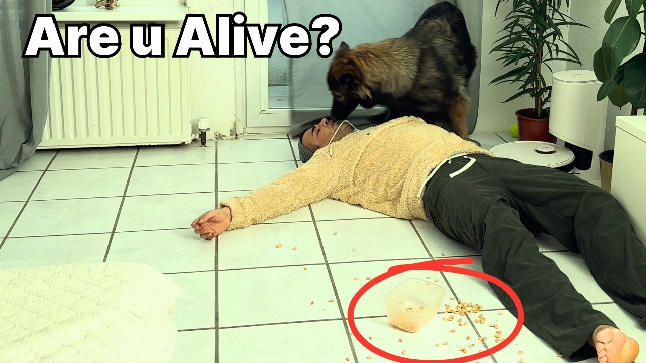 Will My Dog Steal My Snack If I Fake Pass Out? (Loyalty Test!) - YouTube
