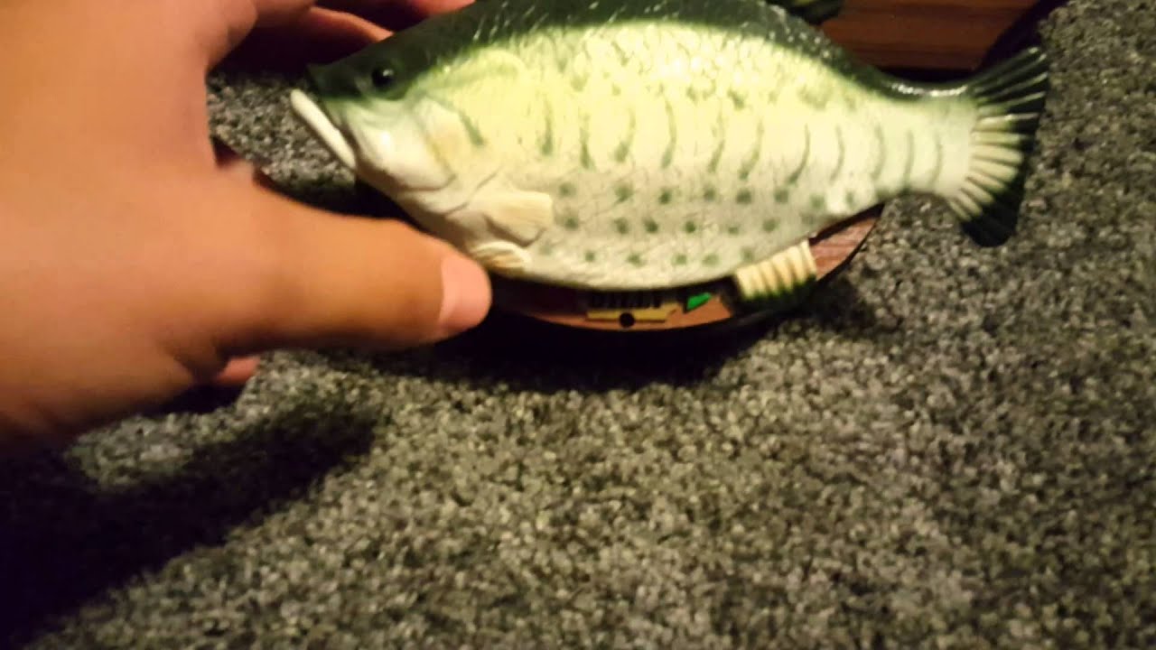 Big mouth Billy bass recordable version Review - YouTube