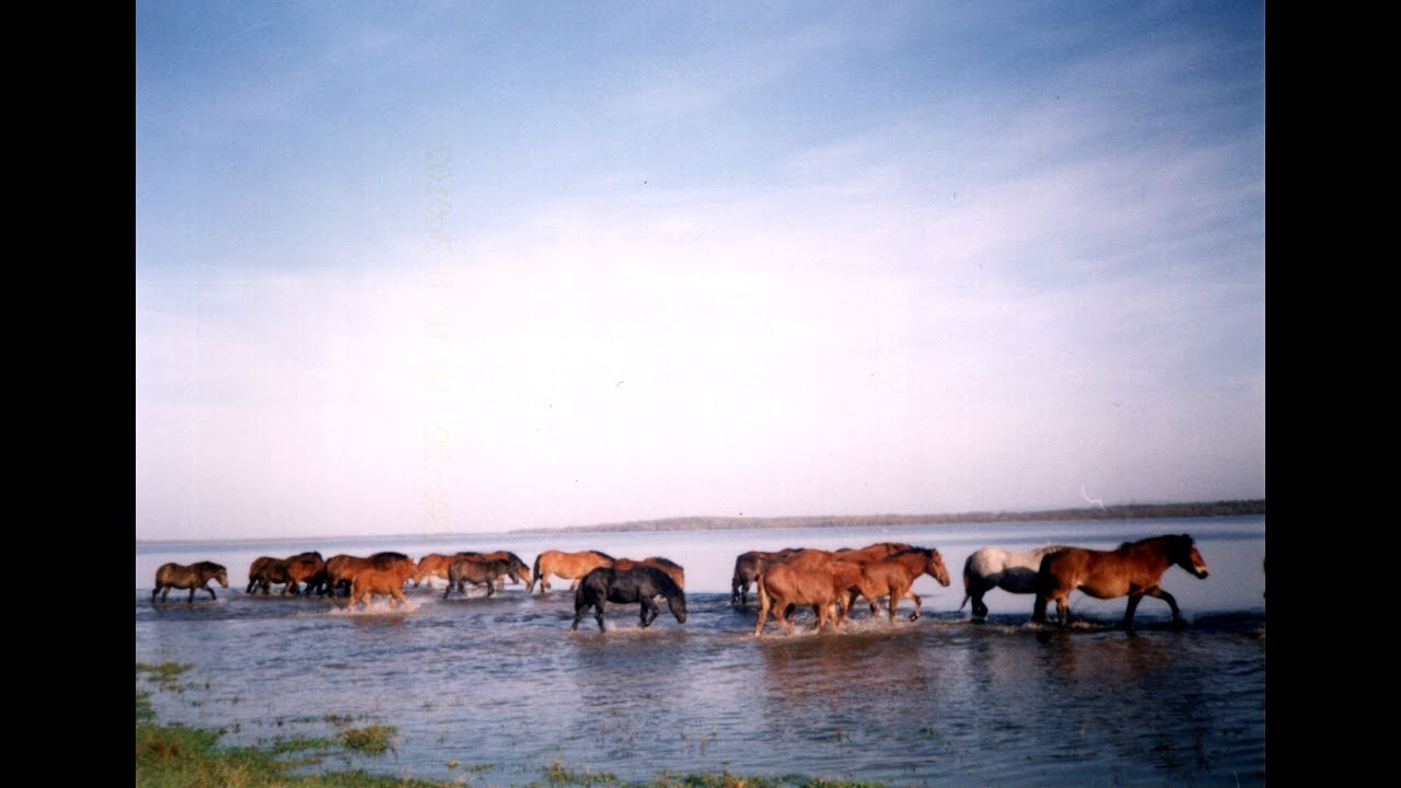 Sunja - posavski konj - YouTube