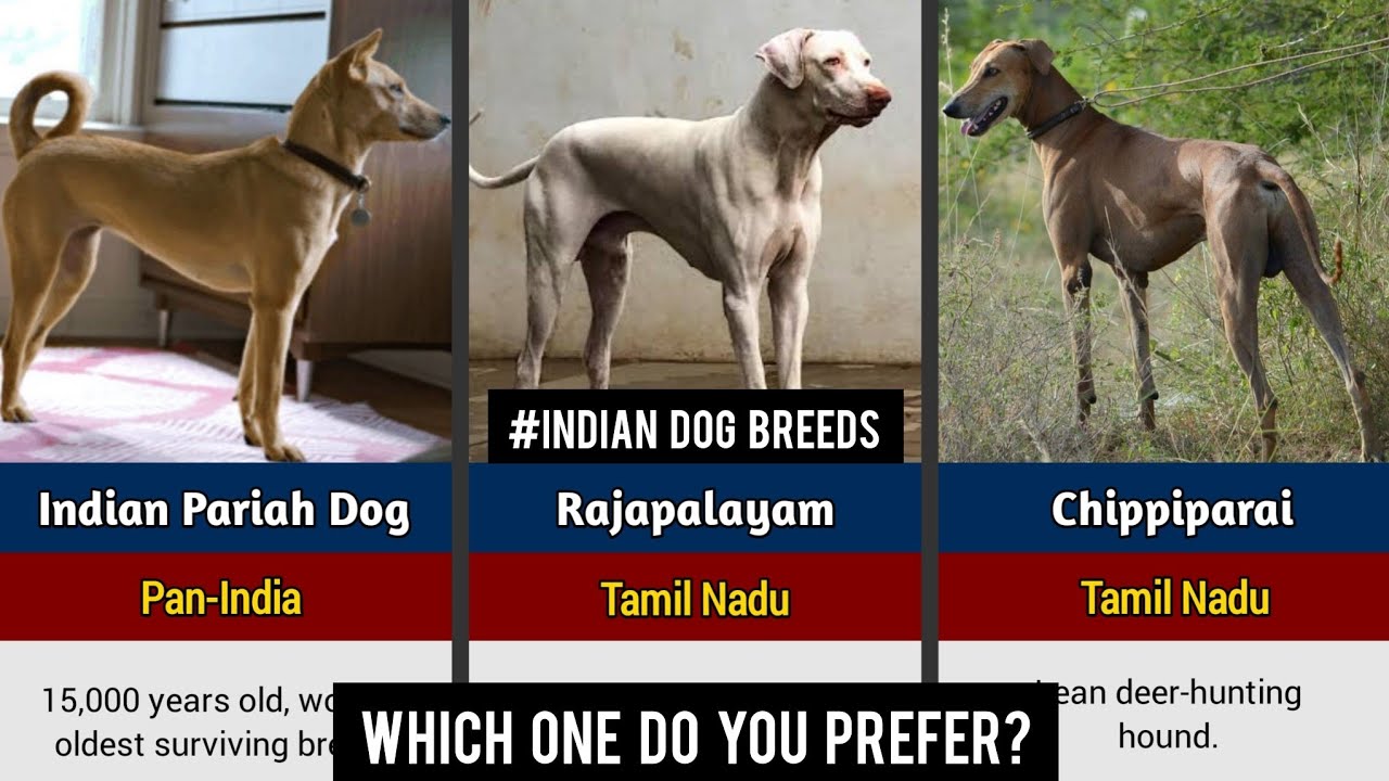 Indian Dog Breeds 🇮🇳 | Rare, Ancient & Powerful Dogs of India - YouTube