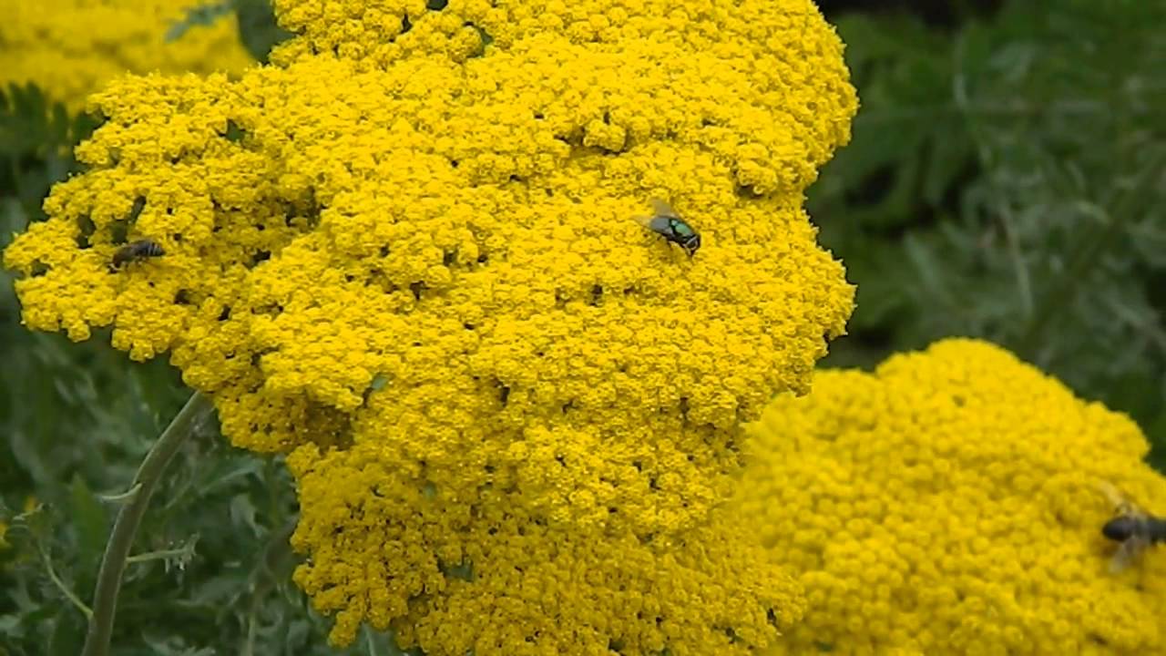 Achillea filipendulina 'Gold Plate' - YouTube