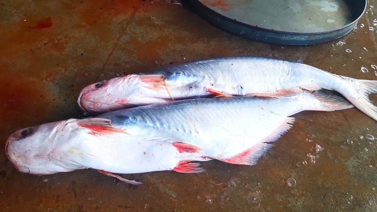 How to Cut Pangasius Fish Like a Pro - Pangas Fish Cutting in Fish ...