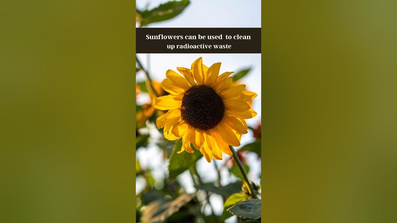 Sunflowers can be used to clean up radioactive waste #sunflower #radioactive #factshorts - YouTube