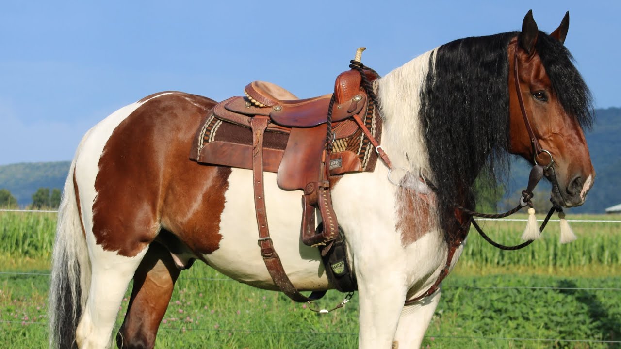 Texas 12yr old Gypsy vanner/ spotted draft cross gelding, once-in-a ...