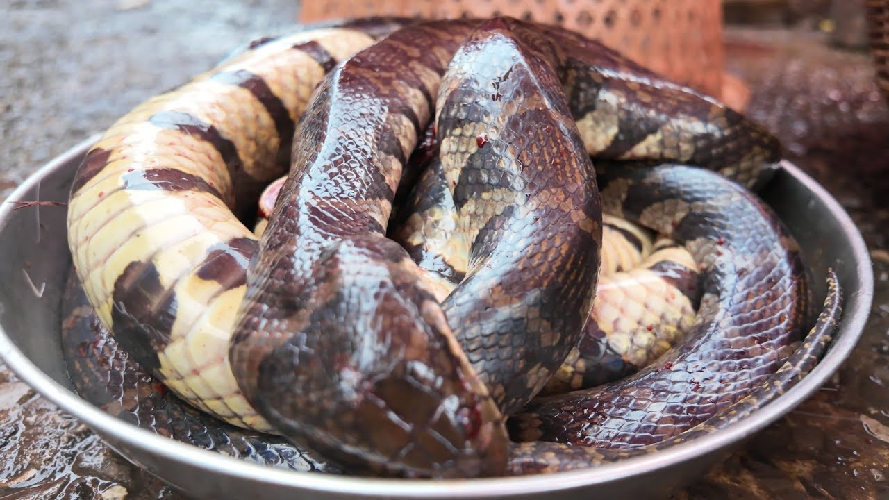 Fish Snake | Do You Ever Cook Thus Snake at Your Place | Walk Around ...