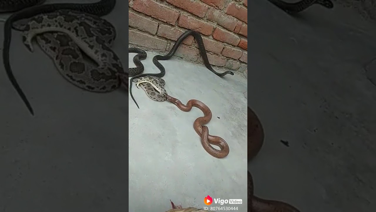 Snake dance - YouTube