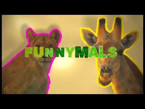 Funnymals - Zivotinje poput nas 1 - YouTube