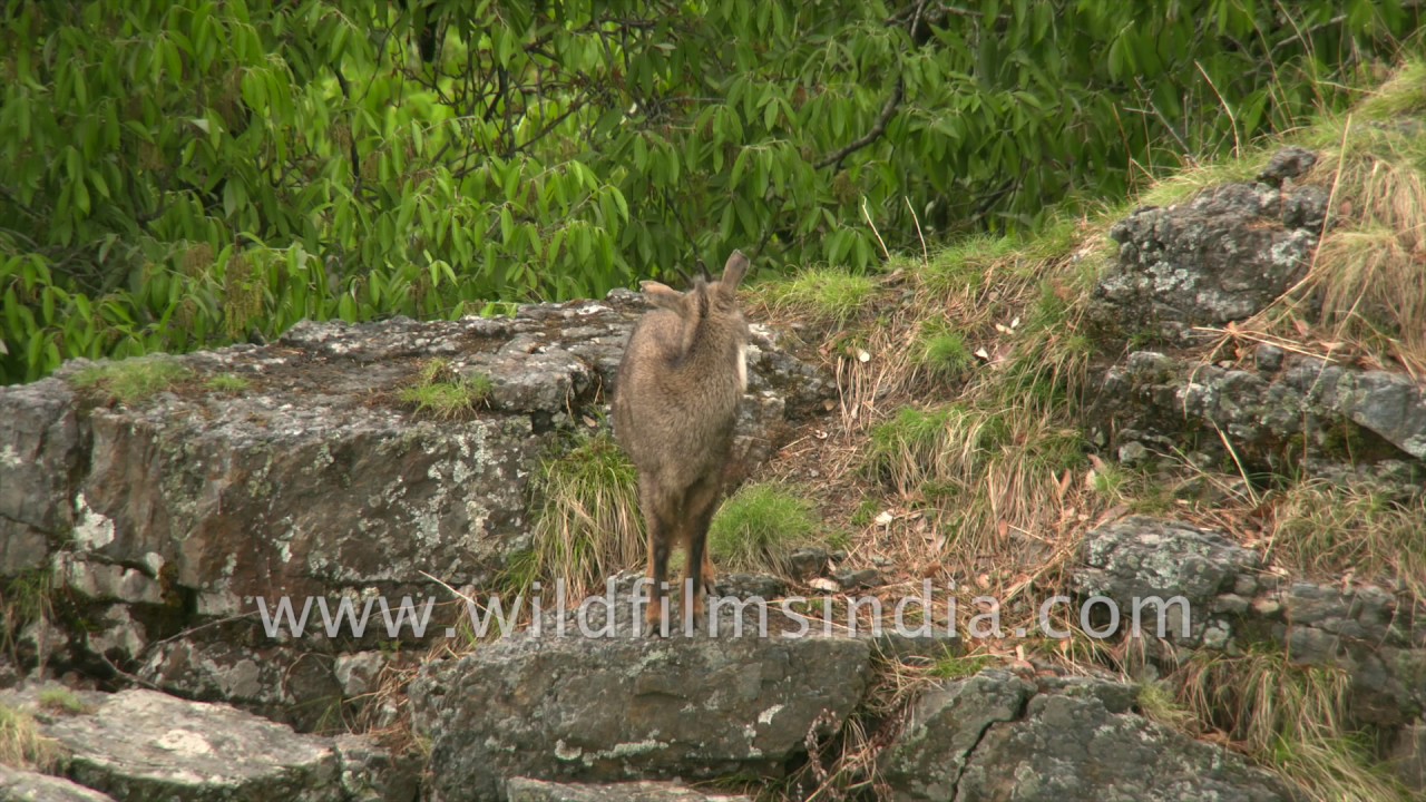 Alert Goral chews cud and scratches its ear with hoof, looking to ...