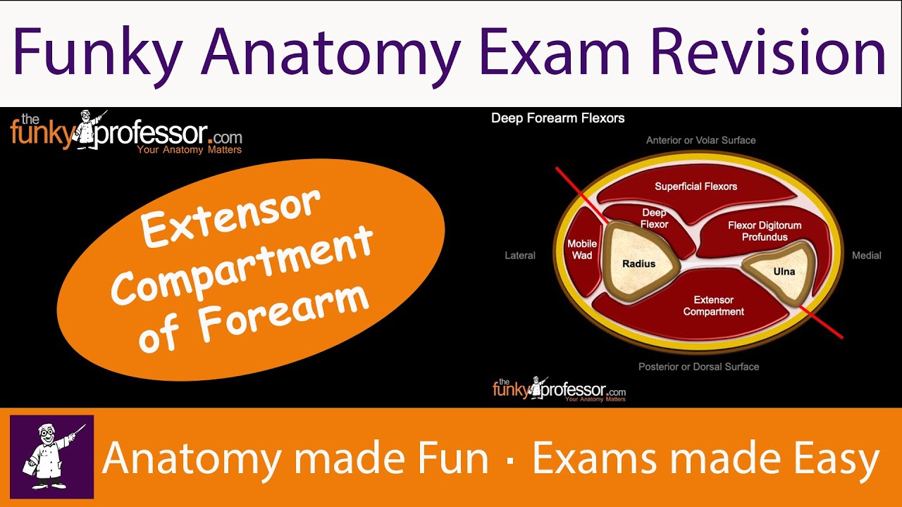 Extensor Compartment of the Forearm - YouTube
