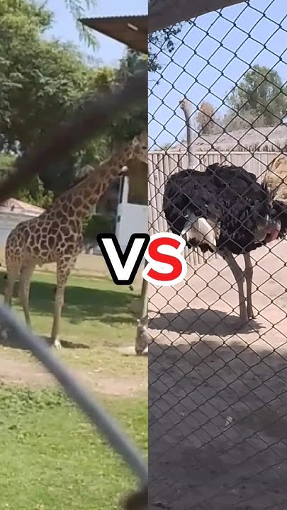 Jirafa Vs Avestruz - YouTube