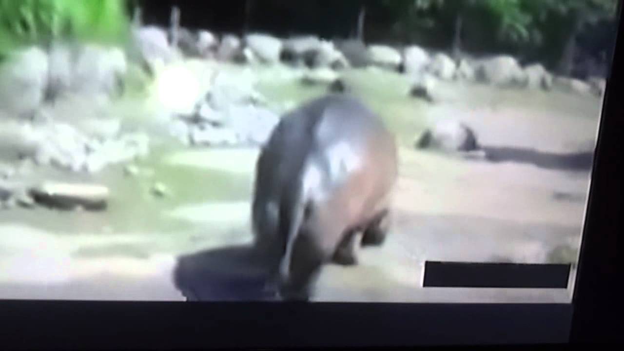 Hippo Got Gas - YouTube