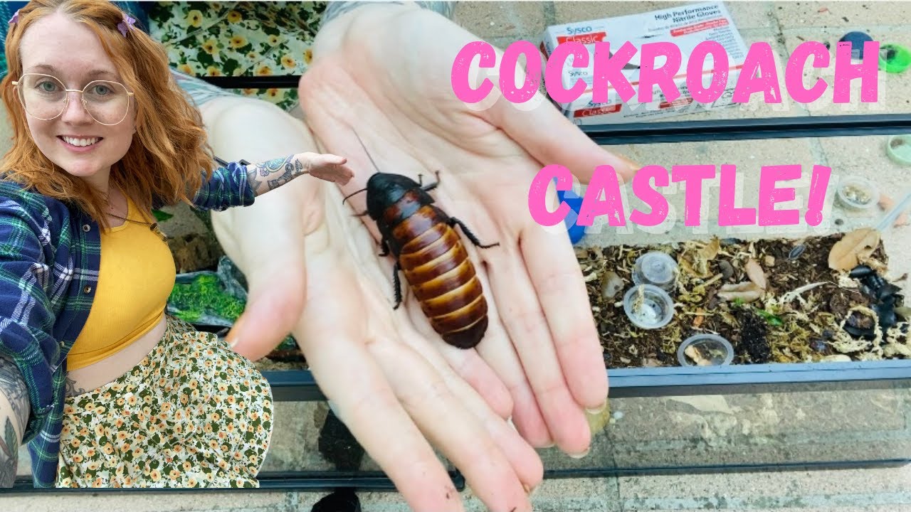 My Pet Cockroaches Get A Fancy New House! i also found a surprise in ...