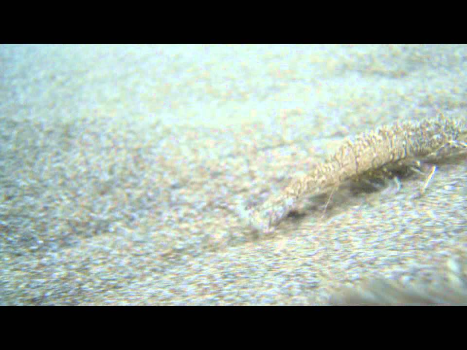 Sand Shrimp Bury In Sand - YouTube
