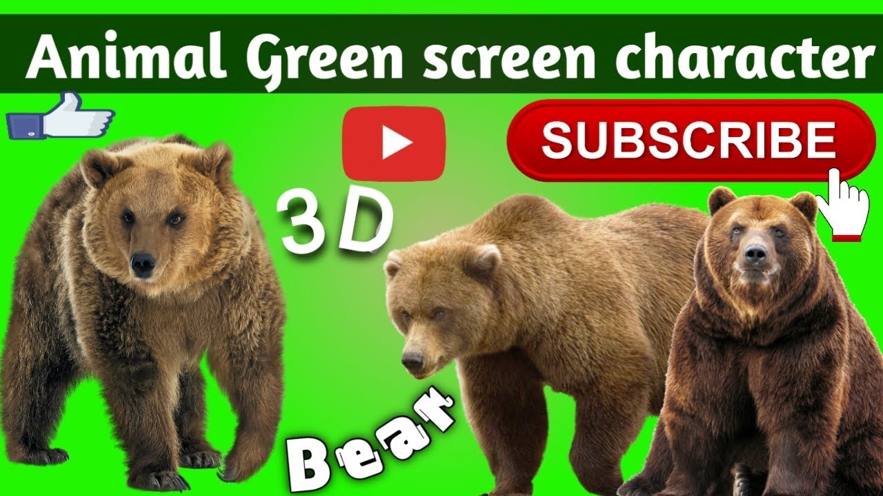 bear green screen video animal animation video #bearcartoon #bear 🐻 ...