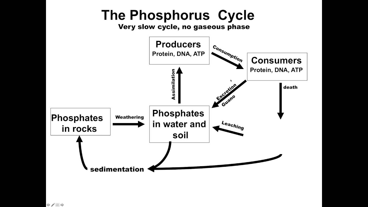 Phosphorus cycle lecture FCVS env sci McIntosh 2015 - YouTube