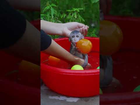 Monkey Baby Mey Mey Bathed Lovely