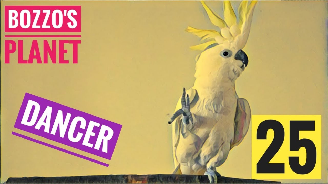 Funny Videos of Animals Dancing 25! - YouTube