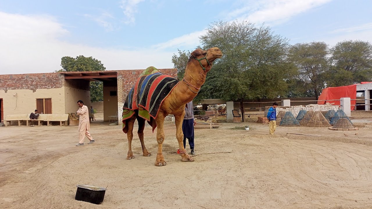 biggest camel in the world Rahim yar khan Punjab Pakistan || Pakistan ...