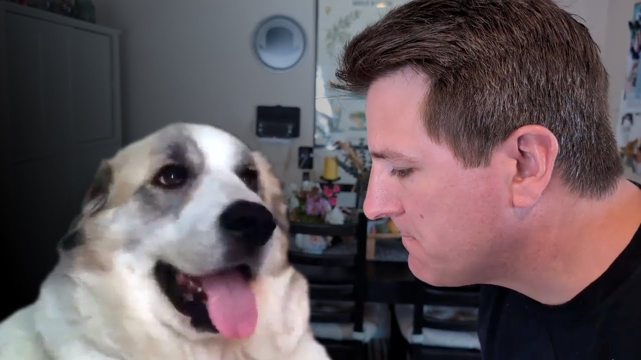 Yeti the Dog in 2024 - YouTube